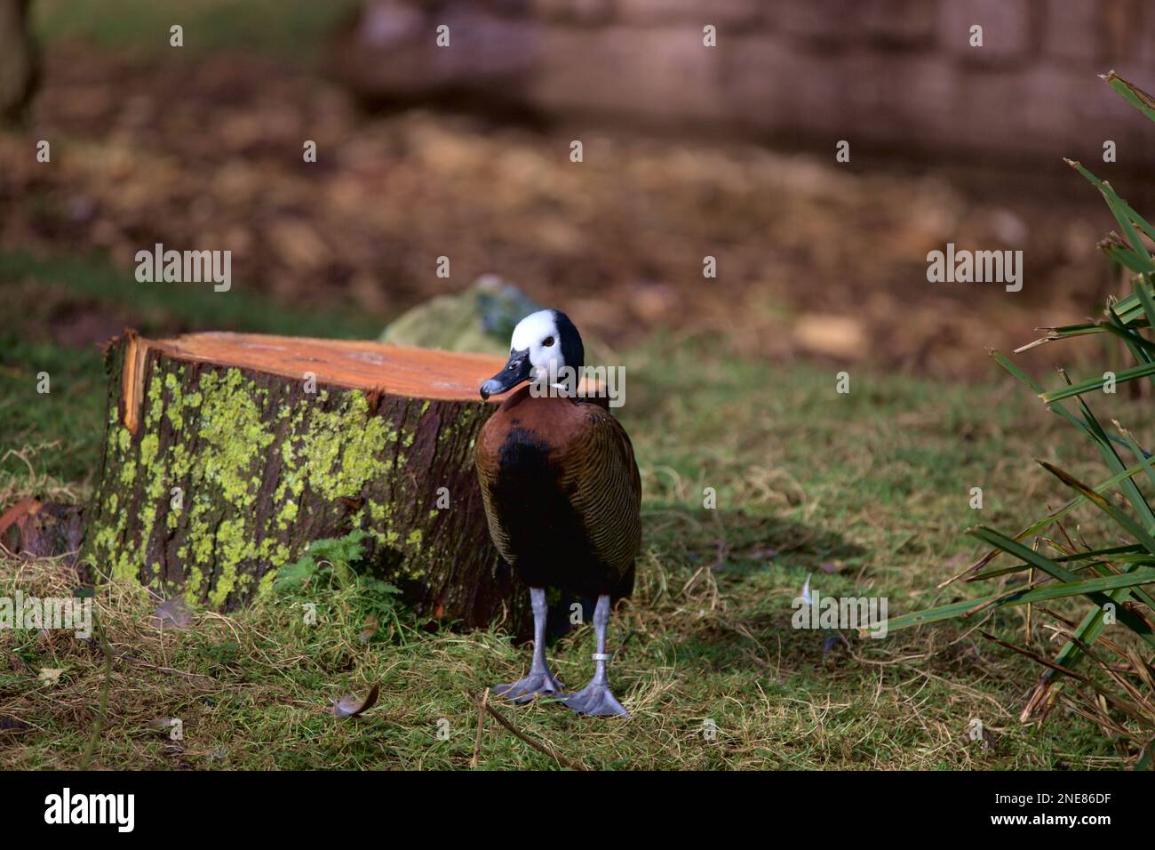 Duck standing alone by the water's edge at Cornwall Zoo Stock Photo - Alamy