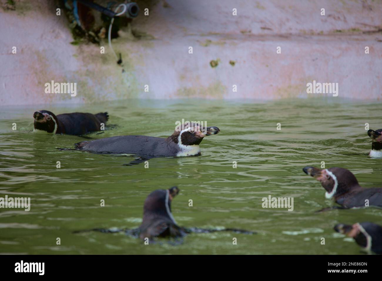 Penguins in a group swimming in the water at Cornwall Zoo in the sun ...
