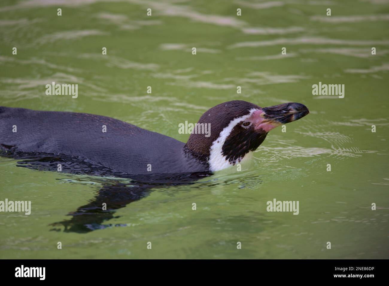 Penguin swimming in the water at Cornwall Zoo in the sun Stock Photo ...