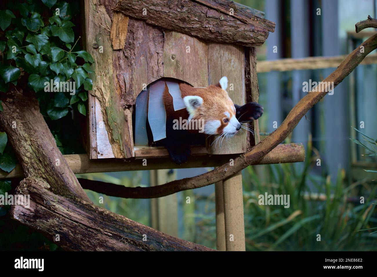 A cute red Panda at Cornwall Zoo peering out of its house in the trees ...