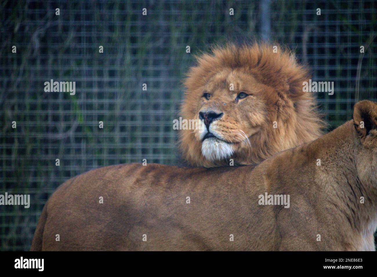 Lion and lioness playing together in the sun at Cornwall Zoo Stock ...