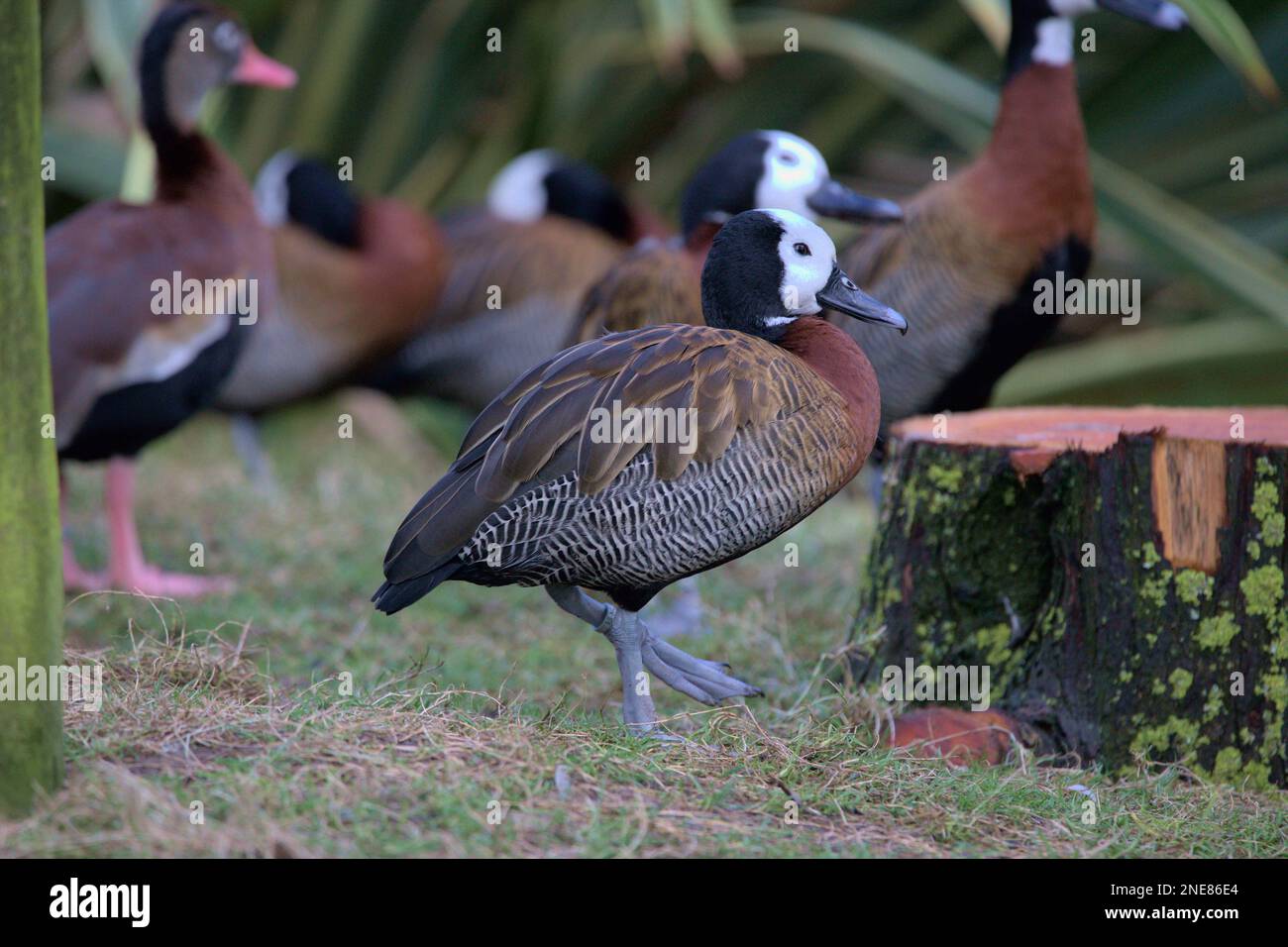 A group of ducks standing together at Cornwall Zoo, in the summertime ...
