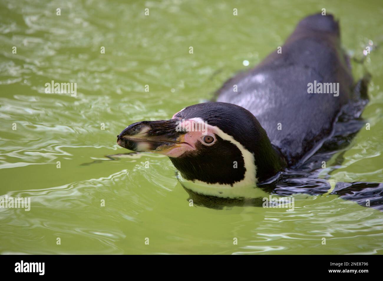 Penguin swimming in the water at Cornwall Zoo in the sun Stock Photo ...
