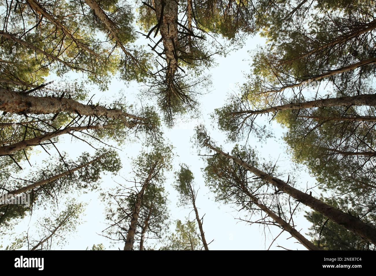 Beautiful pine forest with young trees, bottom view Stock Photo - Alamy