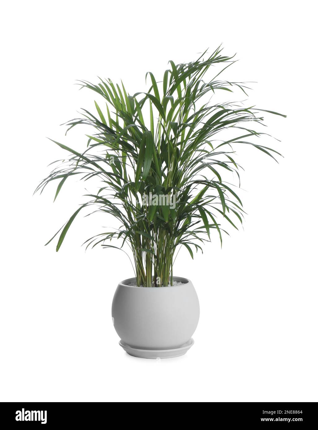 Beautiful exotic house plant isolated on white Stock Photo - Alamy