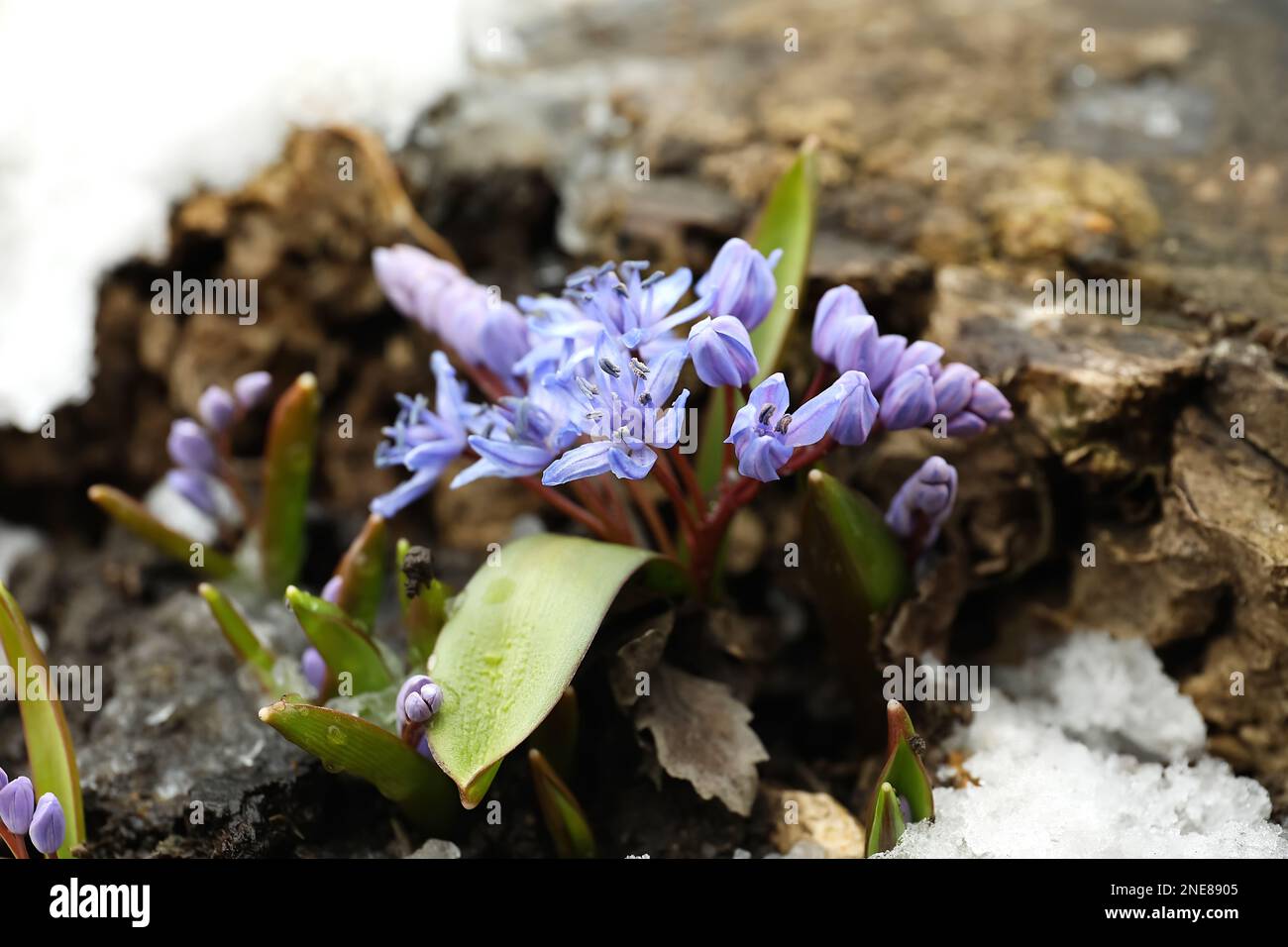 Beautiful lilac alpine squill hi-res stock photography and images - Alamy