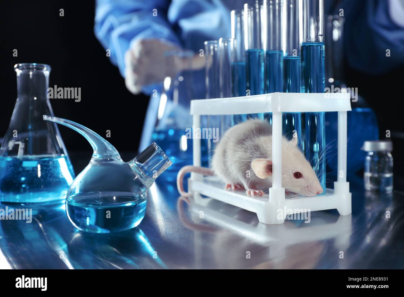 Rat on table in chemical laboratory. Animal testing Stock Photo - Alamy