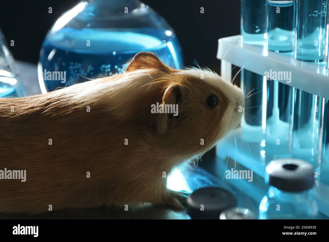 Guinea pig and laboratory glassware. Animal testing Stock Photo - Alamy