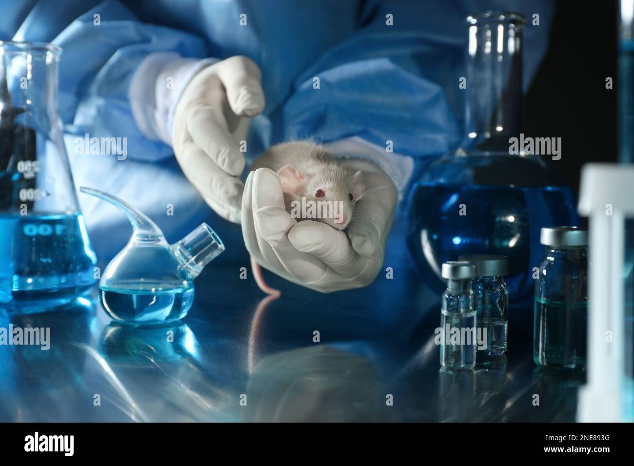 Male rat and test hi-res stock photography and images - Alamy