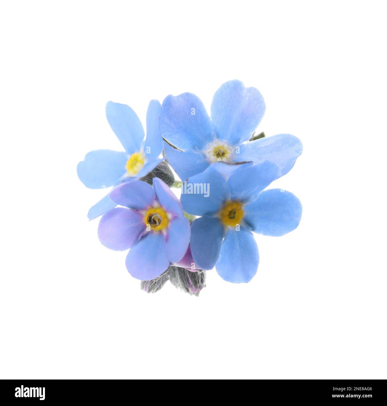 Beautiful blue Forget-me-not flowers isolated on white Stock Photo - Alamy