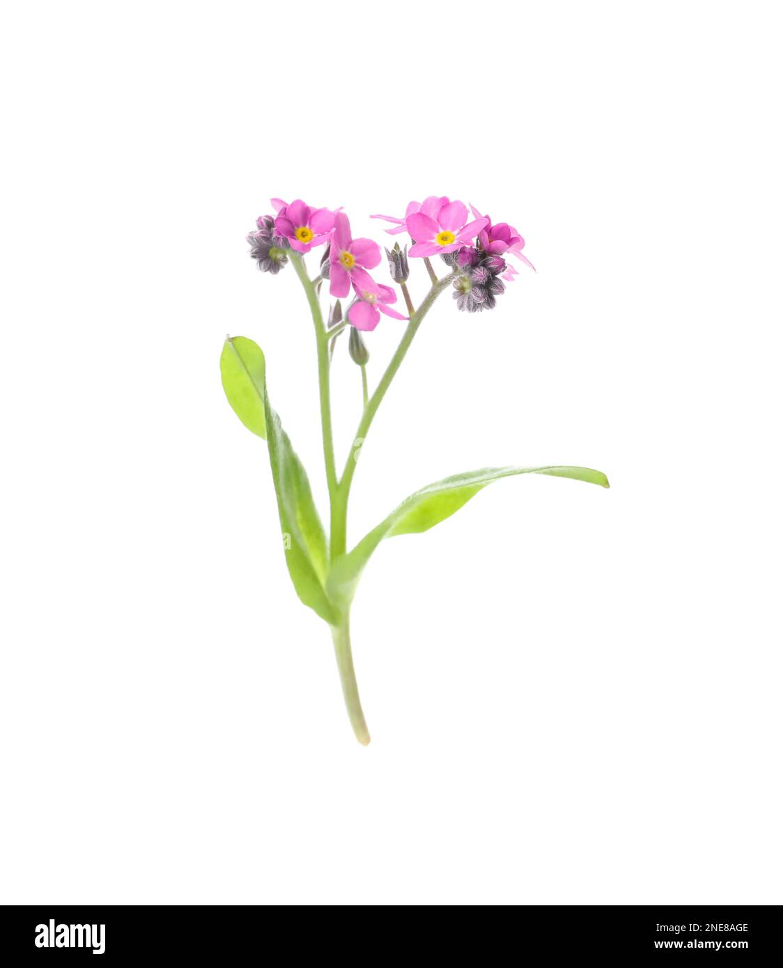 Beautiful pink Forget-me-not flowers isolated on white Stock Photo - Alamy