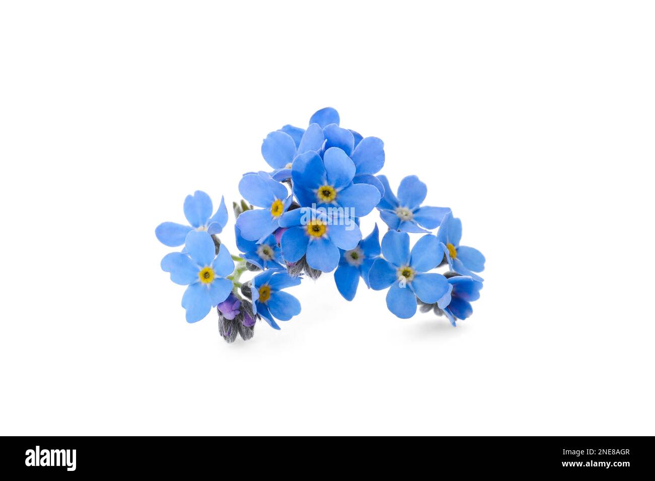 Beautiful blue Forget-me-not flowers isolated on white Stock Photo - Alamy