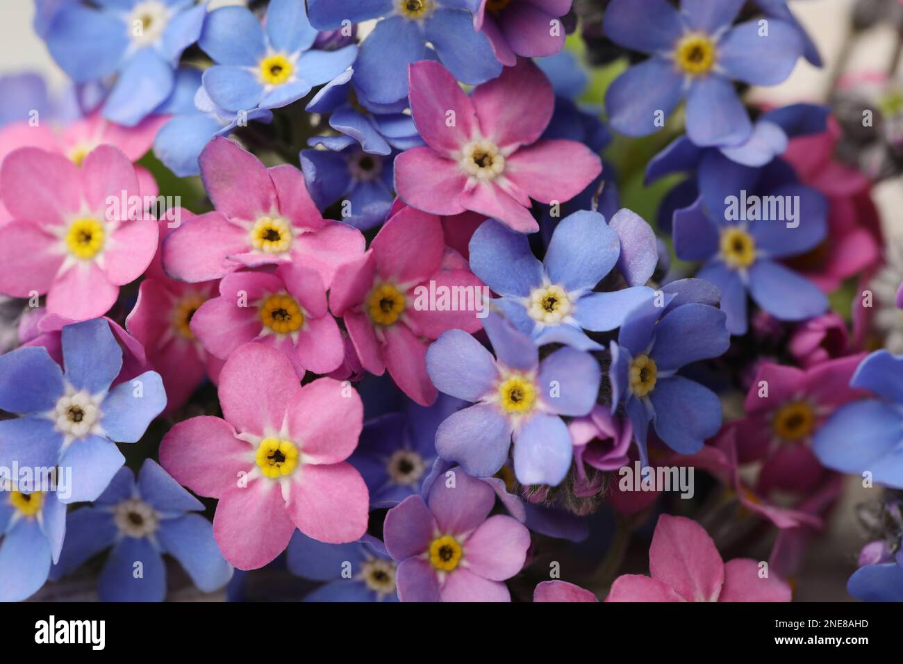 Beautiful blue and pink Forget-me-not flowers, closeup view Stock Photo ...