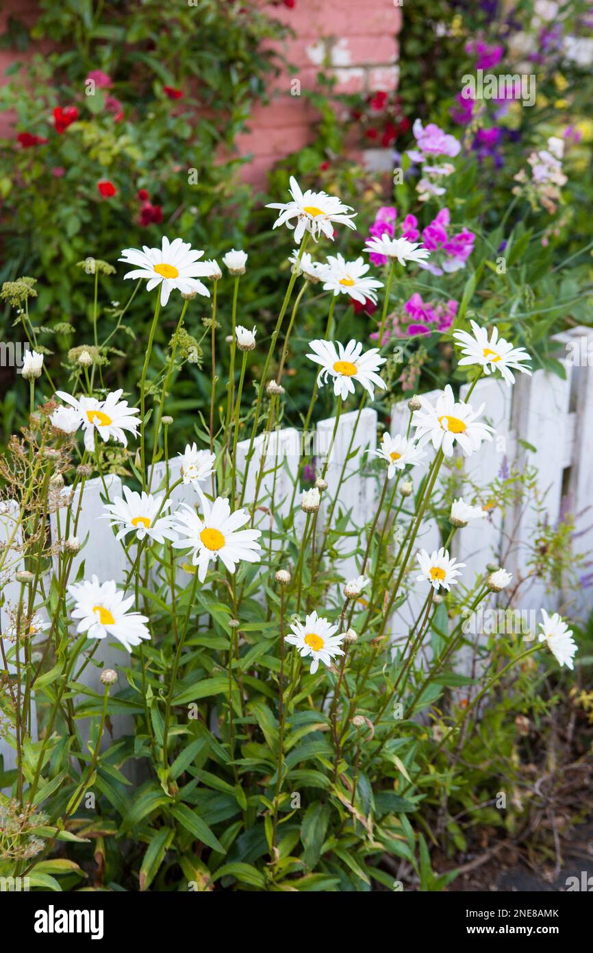 English Cottage Garden with Oxeye Daisies and Picket Fence Stock Photo ...