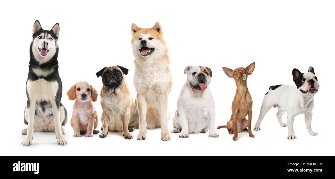 Group of different cute dogs on white background. Banner design Stock ...