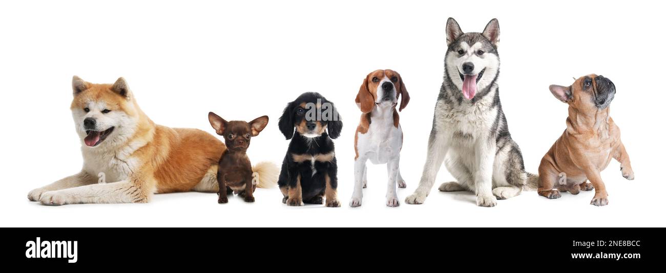 Group of different cute dogs on white background. Banner design Stock ...