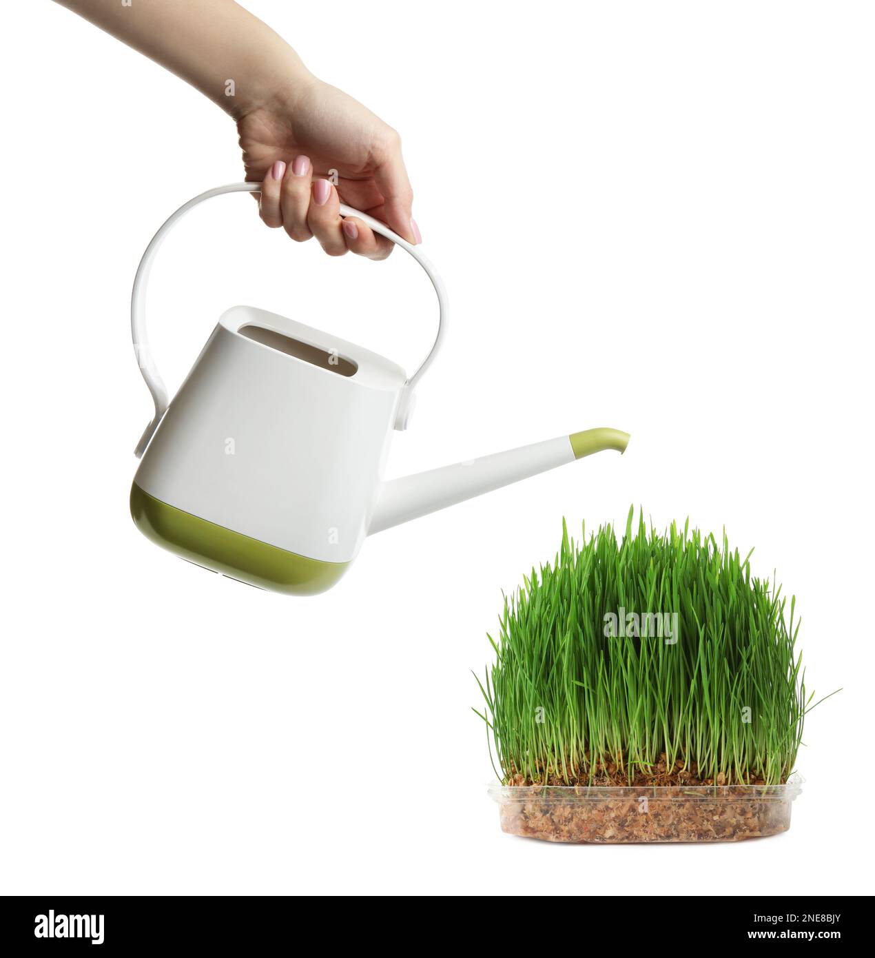 Watering seedling tray Cut Out Stock Images & Pictures - Alamy