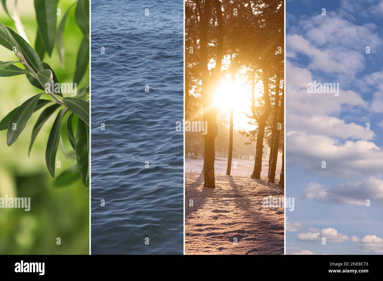 Collage with photos of water, green plant, blue sky and sun. Beautiful ...