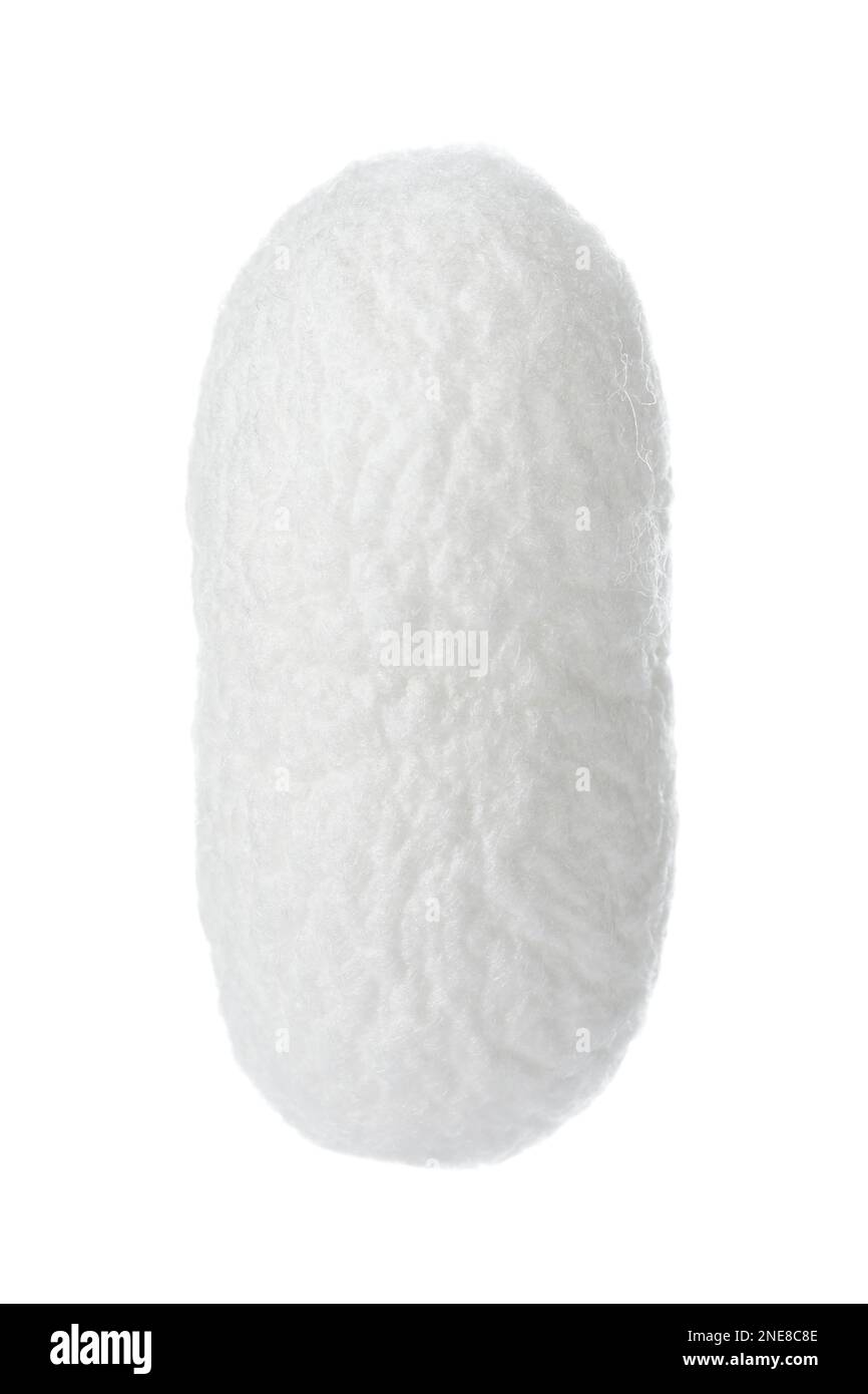 Beautiful natural silkworm cocoon isolated on white Stock Photo - Alamy