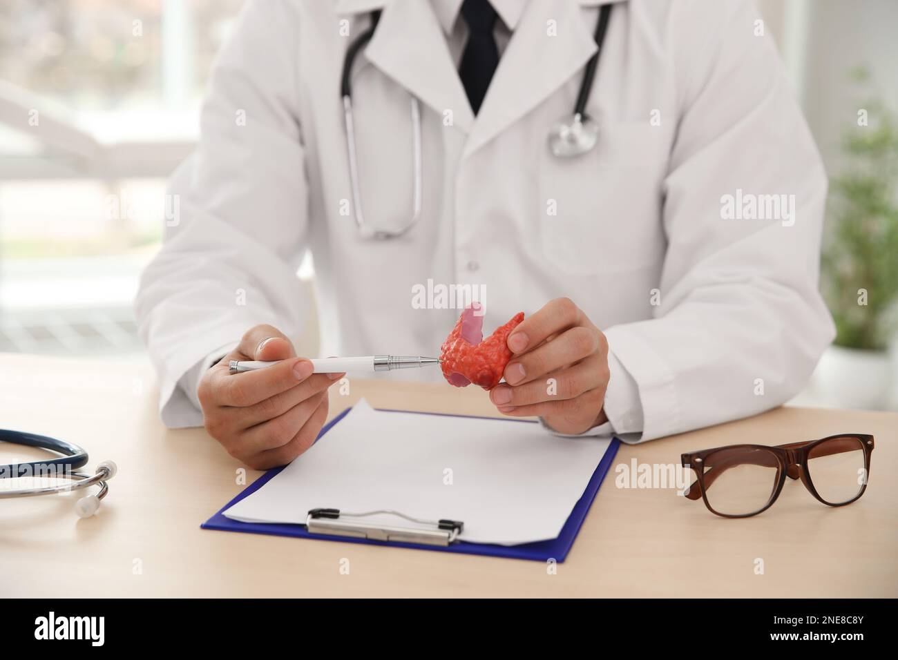 Doctor holding plastic model of thyroid at wooden table in office ...