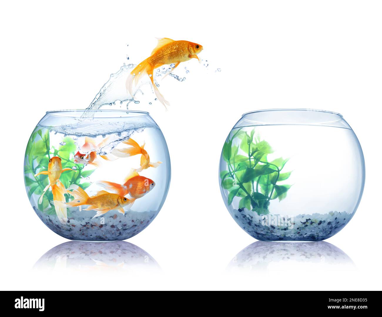 Beautiful bright goldfish jumping out of water on white background ...