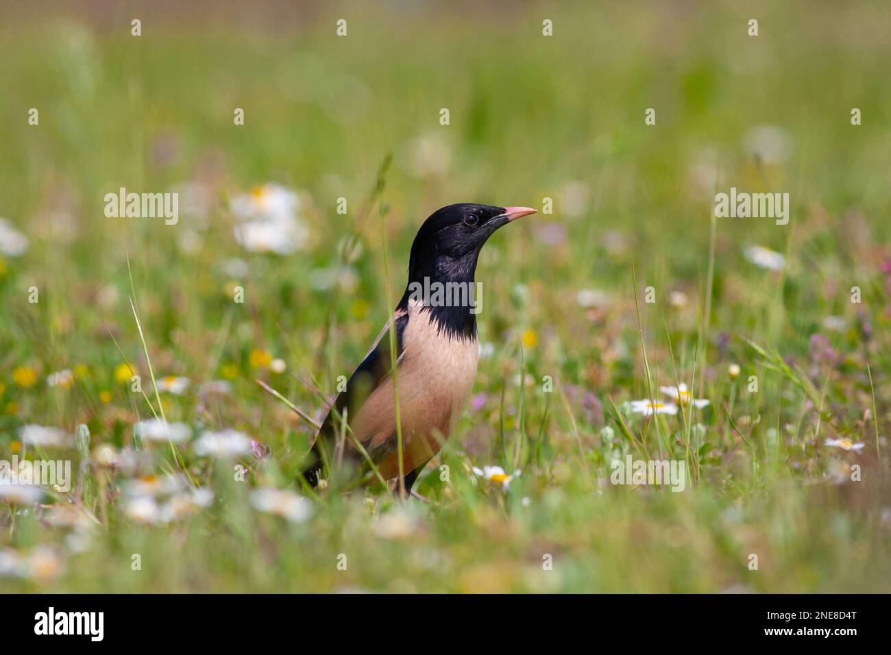 bird on the grass, Rosy Starling, Pastor roseus Stock Photo - Alamy