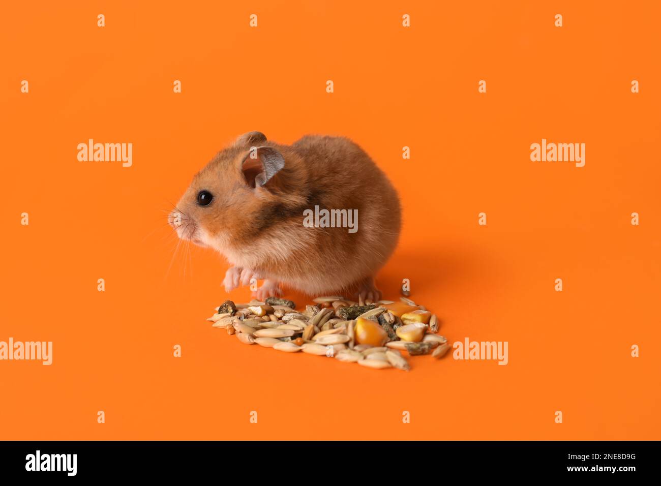 Orange hamster hi-res stock photography and images - Alamy