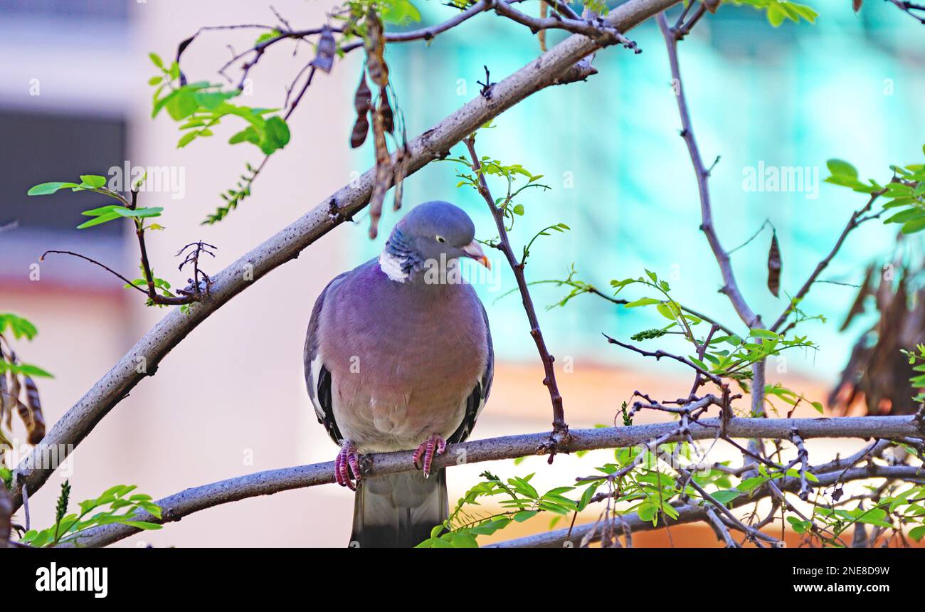 Pigeon on a branch of the Montjuic mountain in Barcelona, Catalonia ...