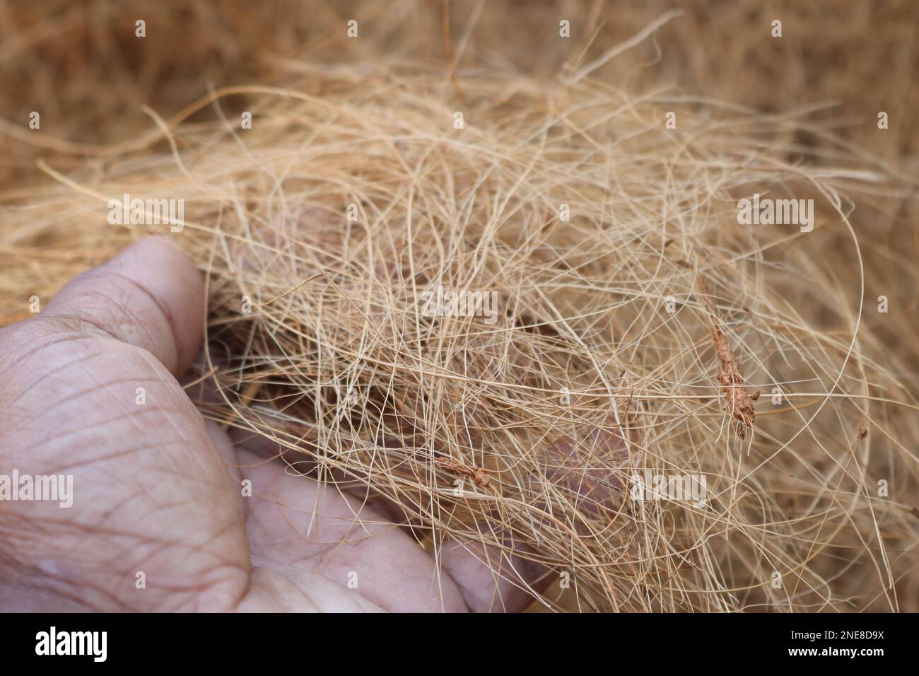 Pure Coconut Fiber Stock Photo - Alamy