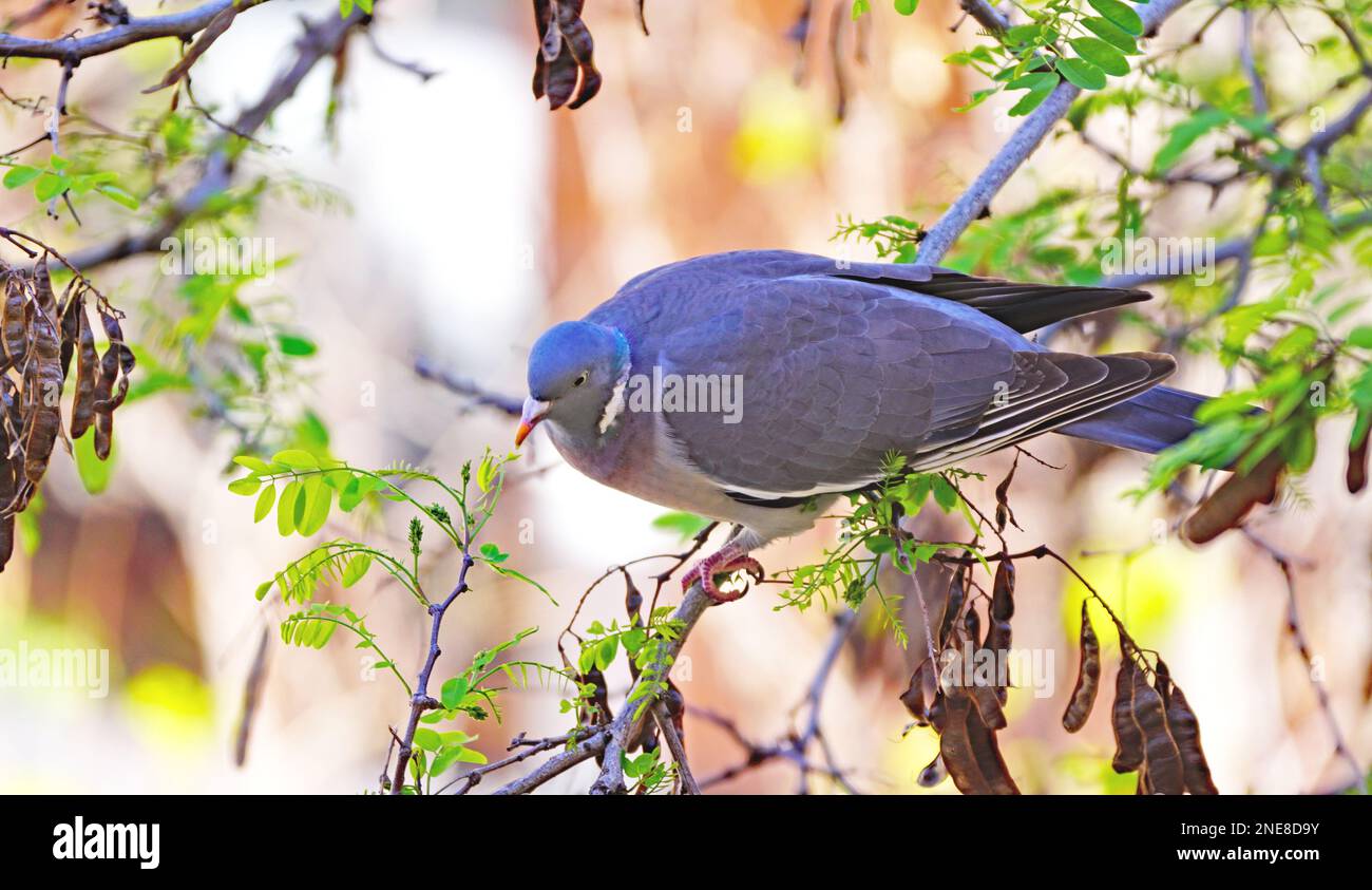 Pigeon on a branch of the Montjuic mountain in Barcelona, Catalonia ...