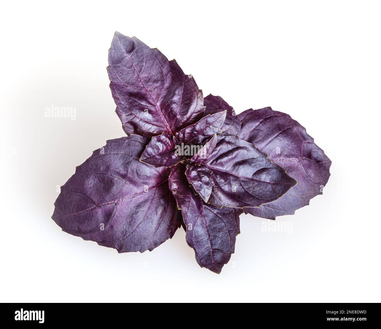 Fresh purple basil leaves isolated on white background Stock Photo - Alamy