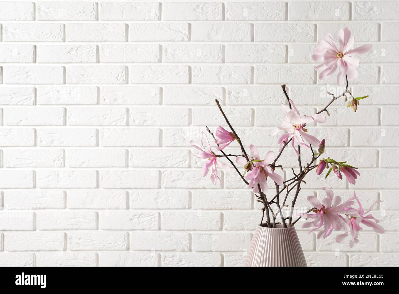 Magnolia tree branches with beautiful flowers in vase against white ...