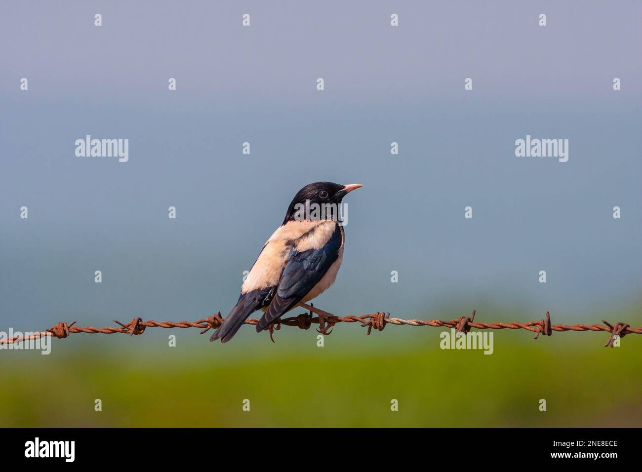 bird watching around on wire, Rosy Starling, Pastor roseus Stock Photo ...