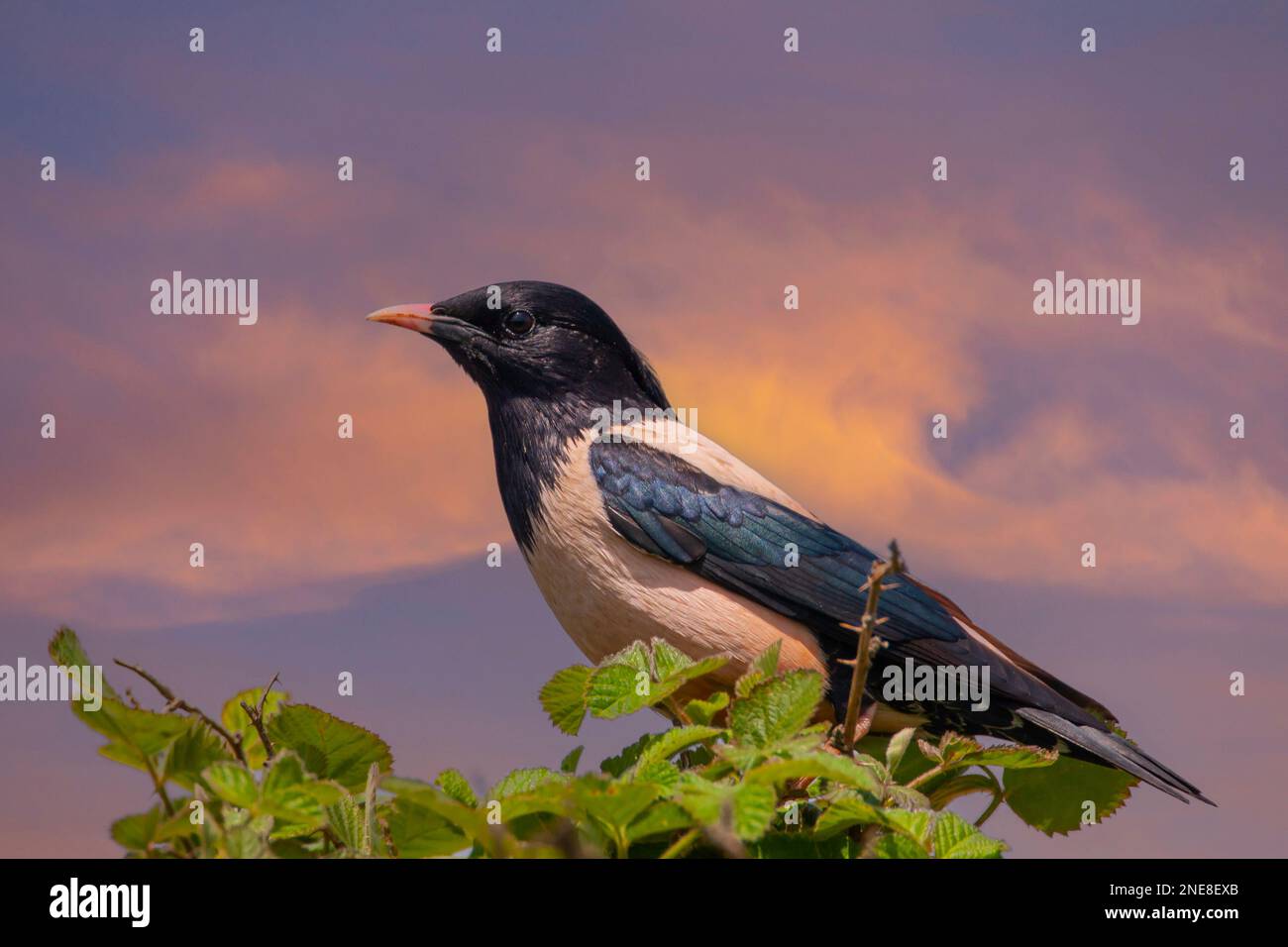 bird looking around in woodland, Rosy Starling, Pastor roseus Stock ...