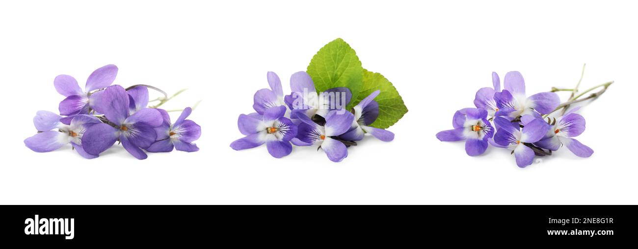 Set with beautiful wood violets on white background, banner design ...