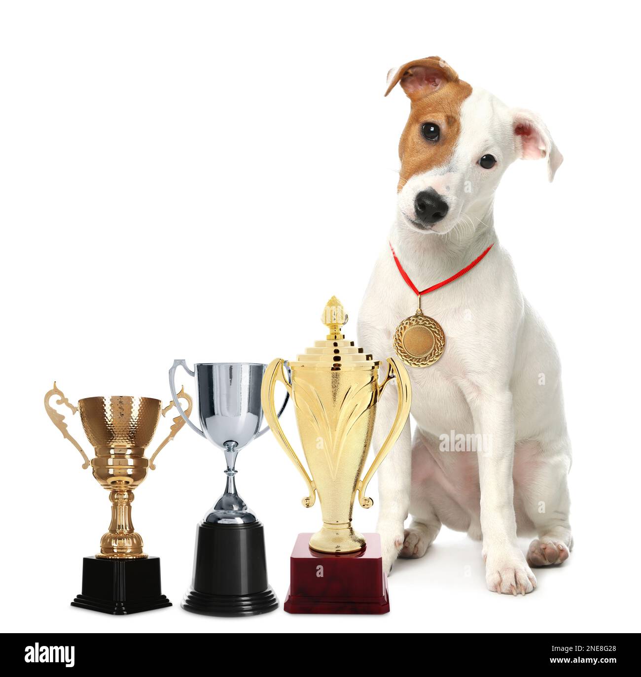 Cute Jack Russel Terrier with gold medal and trophy cups on white ...