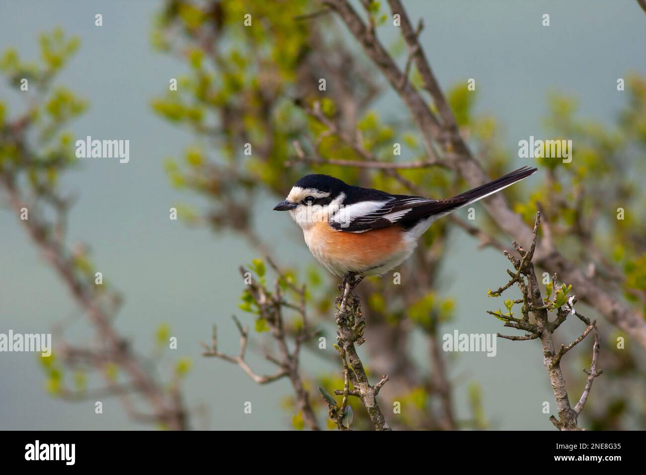 bird looking around in woodland, Masked Shrike, Lanius nubicus Stock ...