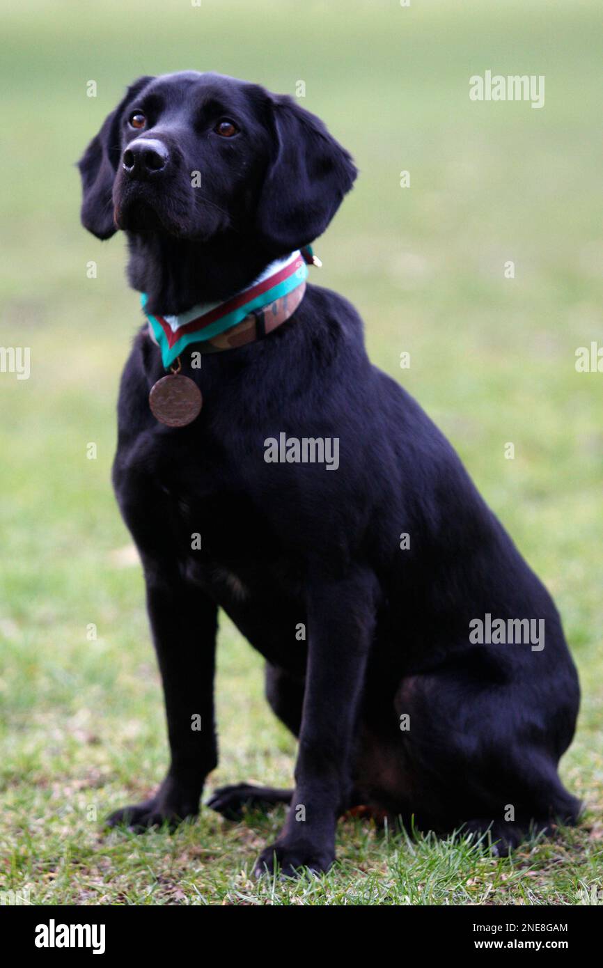 Treo, an eight-year-old Labrador from the Military Working Dogs, poses ...