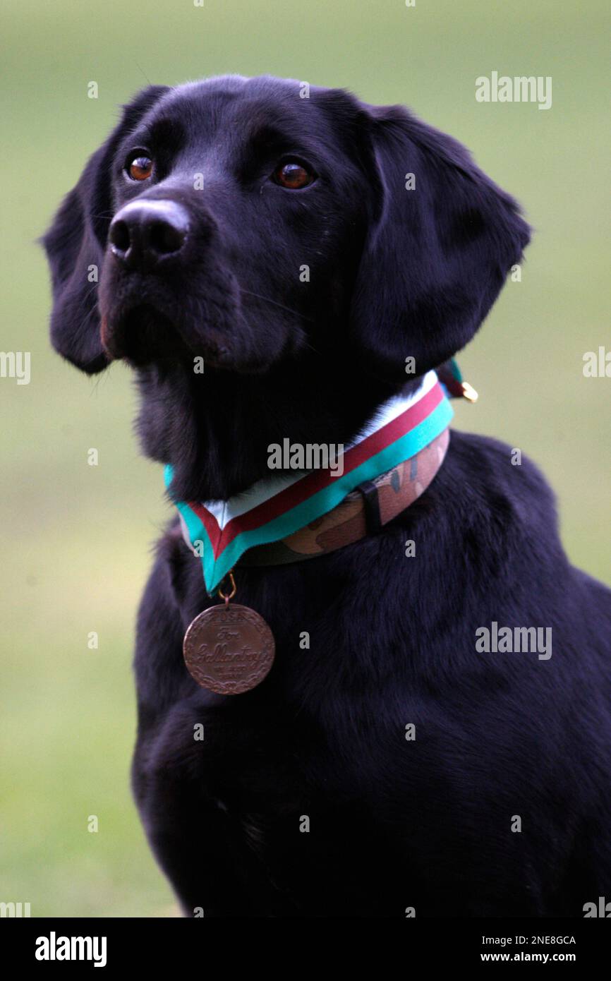 Treo, an eight-year-old Labrador from the Military Working Dogs, poses ...