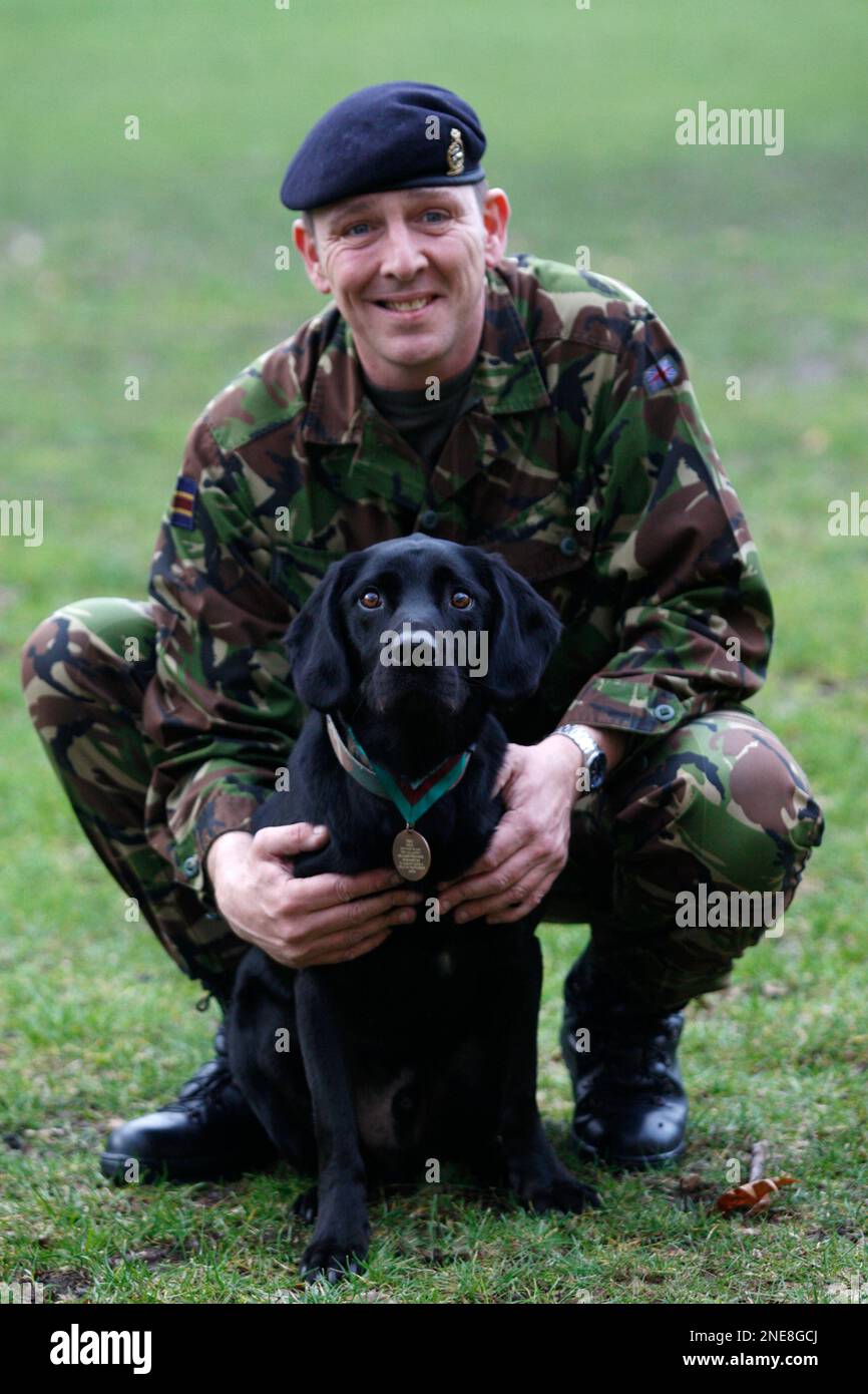 Treo, an eight-year-old Labrador from the Military Working Dogs, poses ...