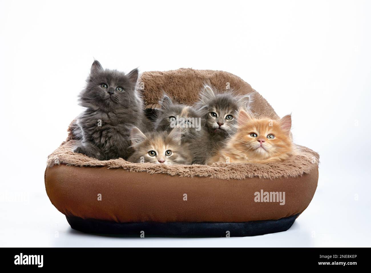 group of five different colored kittens together resting inside of ...