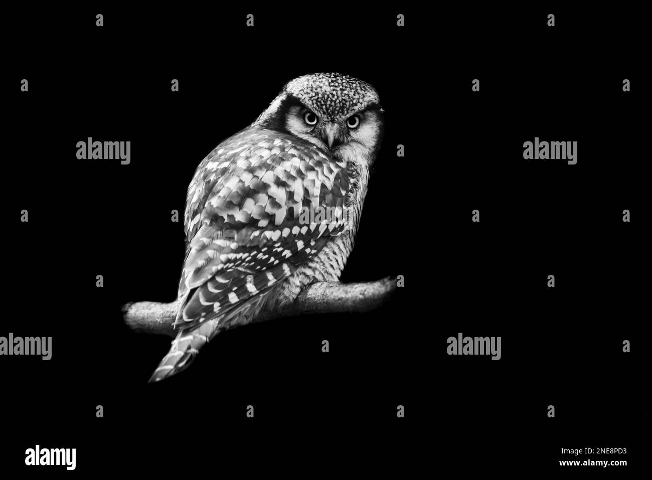 Portrait of a northern hawk-owl with a black background Stock Photo - Alamy