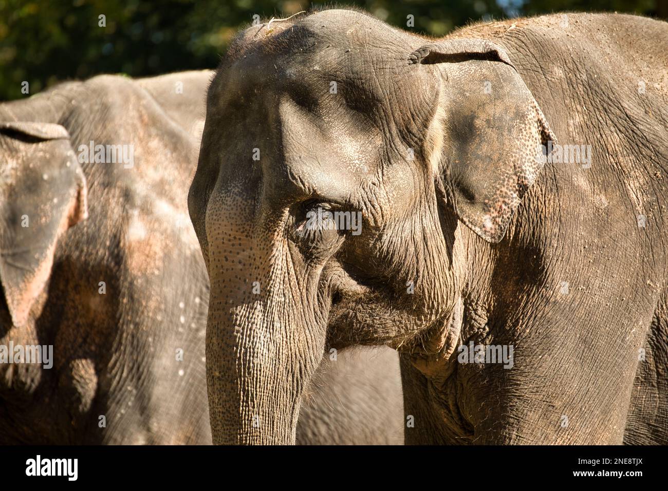 Close-up of a female adult elephant taken from the side, with a second ...