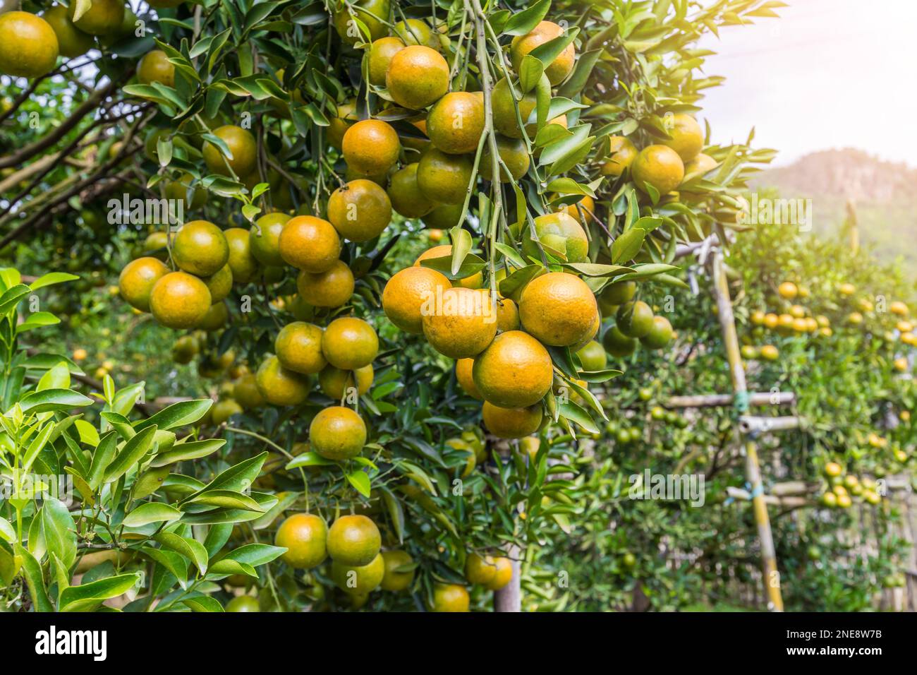 Oranges growing on tree, North, Thailand Stock Photo - Alamy