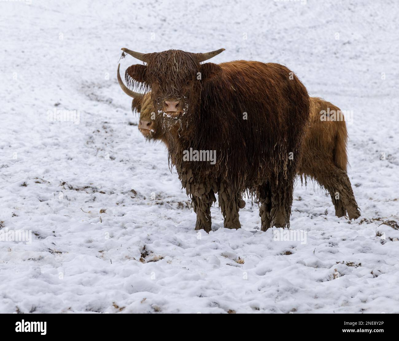 A herd of Scottish highland cattle in winter in mud and snow outside in ...