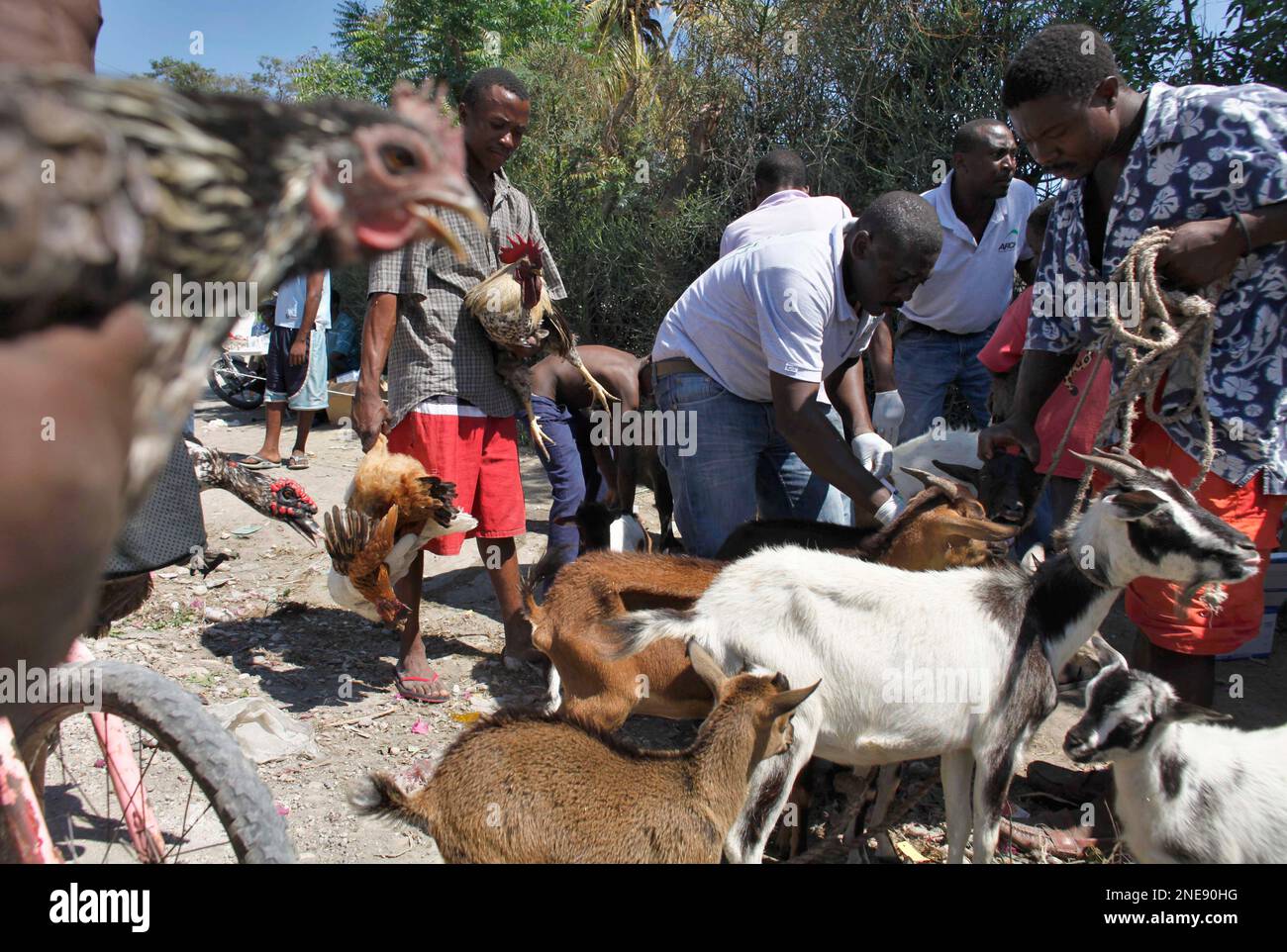 Members of the Animal Relief Coalition for Haiti treat farm animals in ...