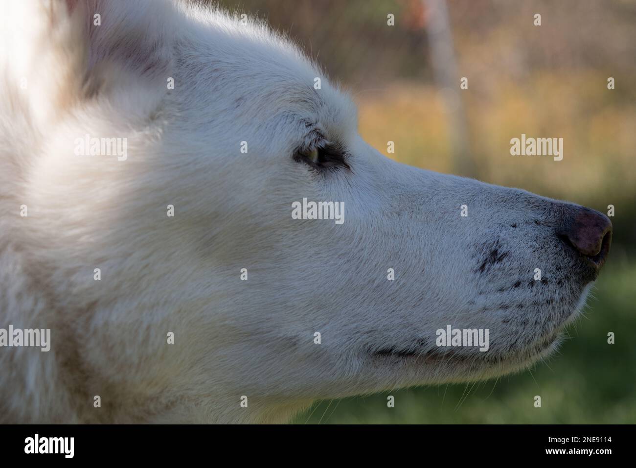 Face of stillness hi-res stock photography and images - Alamy