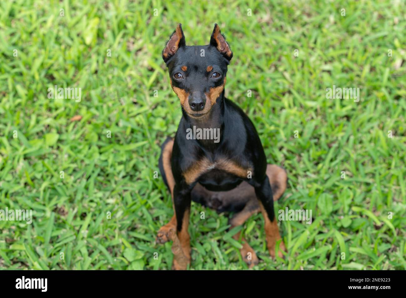 Portrait of sitting pincher dog on green grass background Stock Photo ...