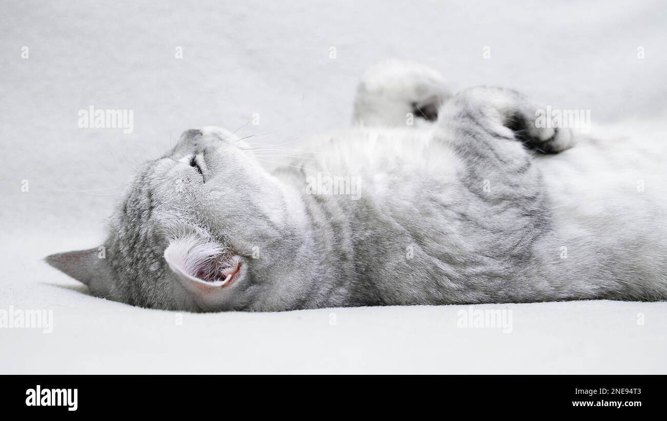 Scottish straight cat lies on his back. Cat upside down. Close up white ...
