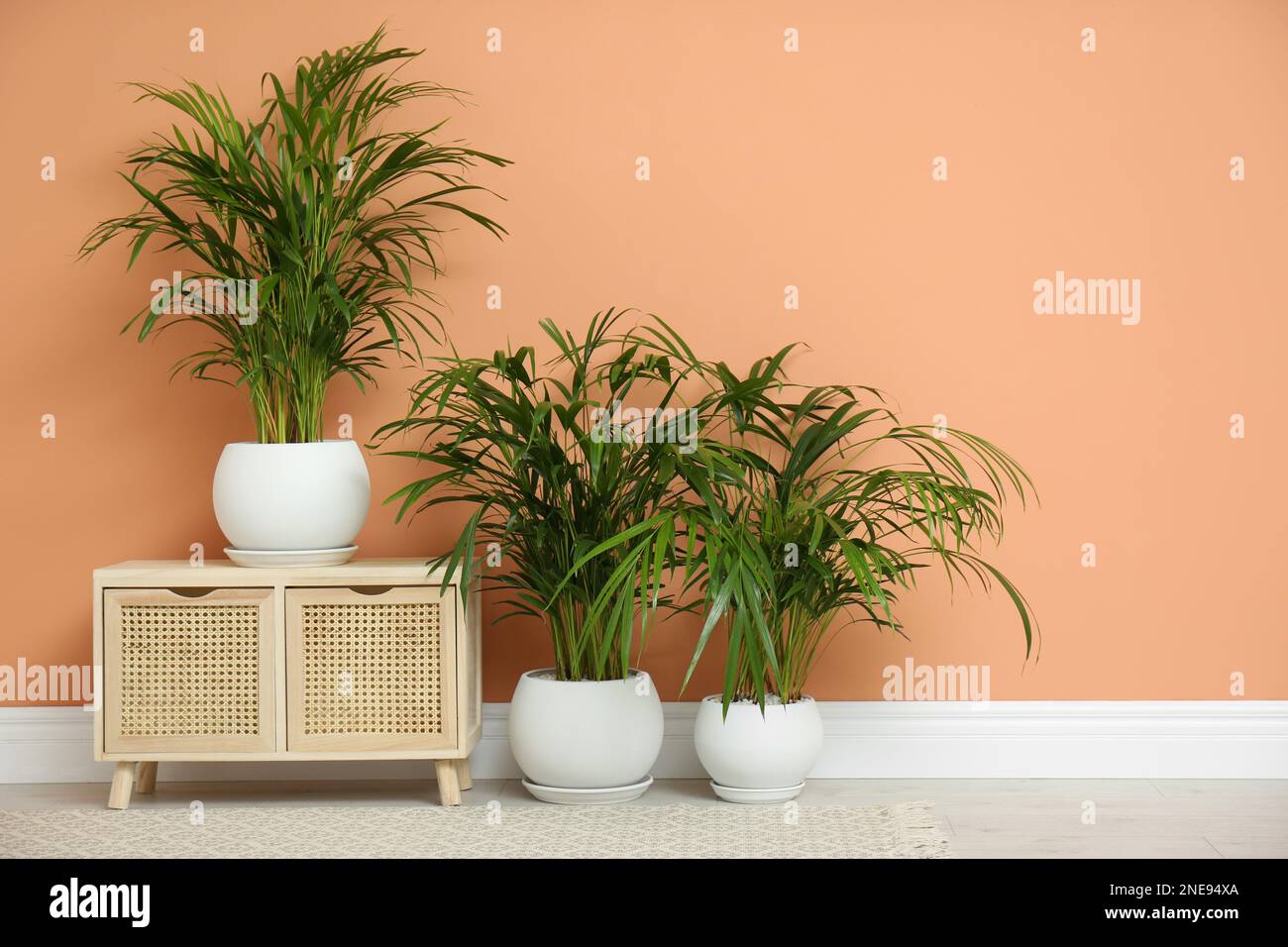 Beautiful exotic house plants near color wall indoors Stock Photo - Alamy
